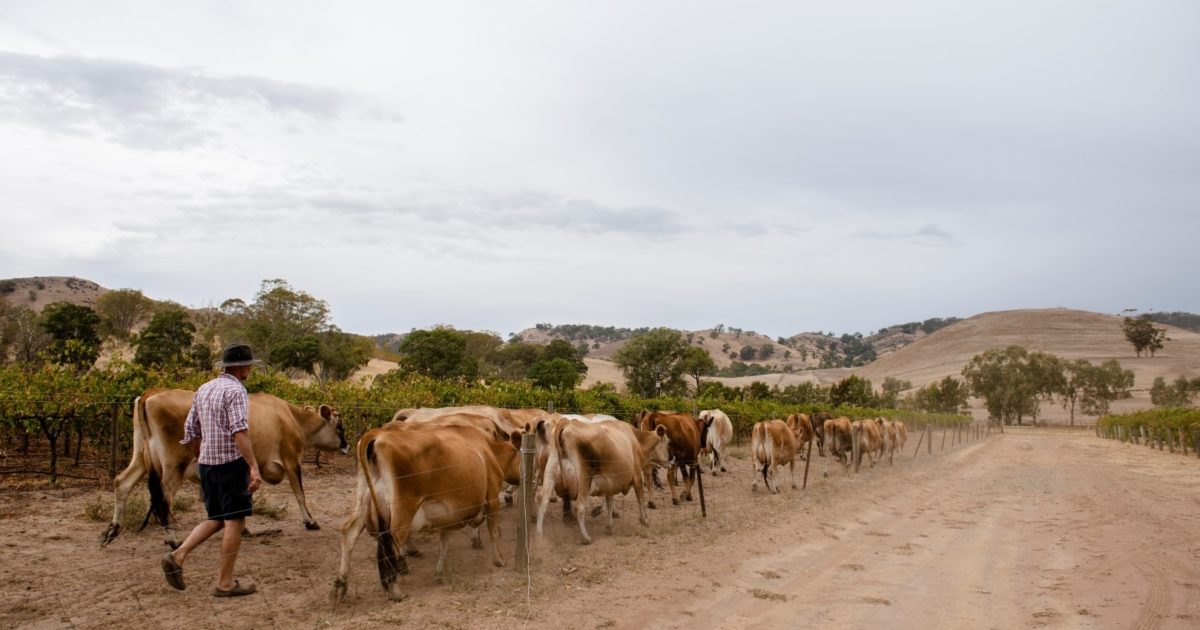 Moving livestock on public roads • The Barossa Council